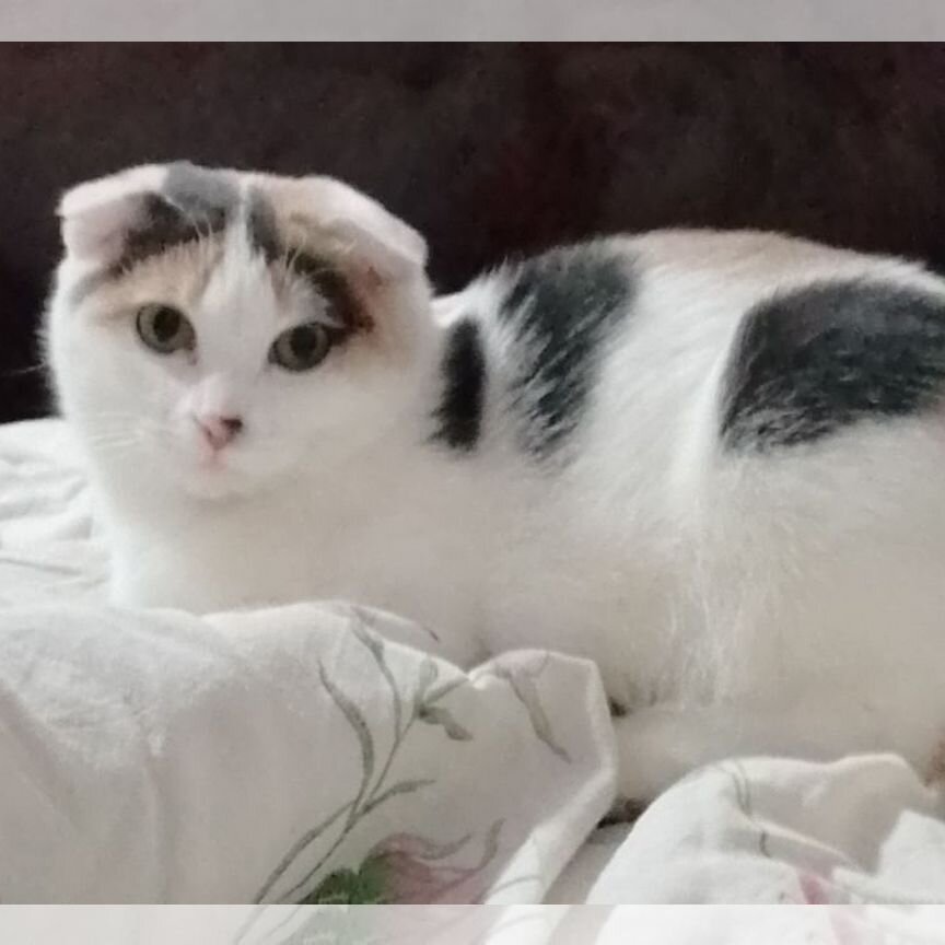 Шотландский вислоухий короткошёрстный котёнок