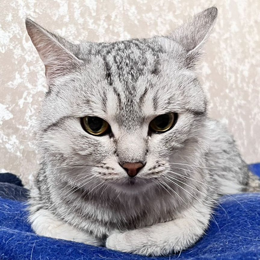 Отдам котика в добрые руки