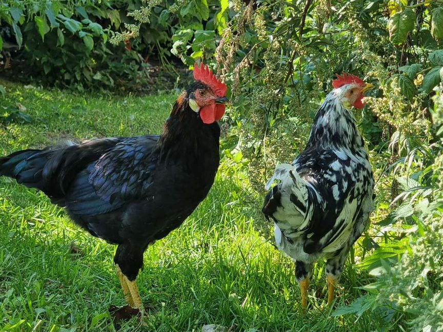 Петухи, продажа, обмен