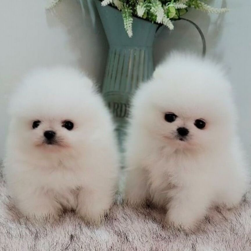 Померанский шпиц минимишки