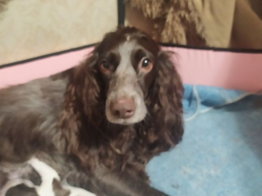 Русский охотничий спаниель щенки