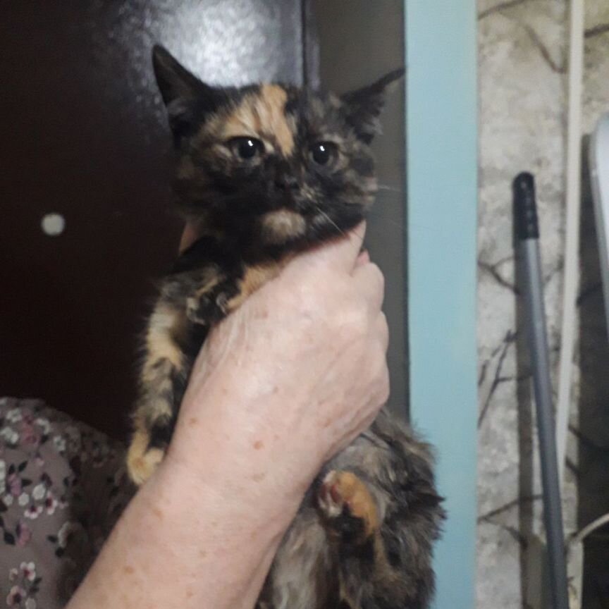 Котенок девочка.2 мес.Бесплатно