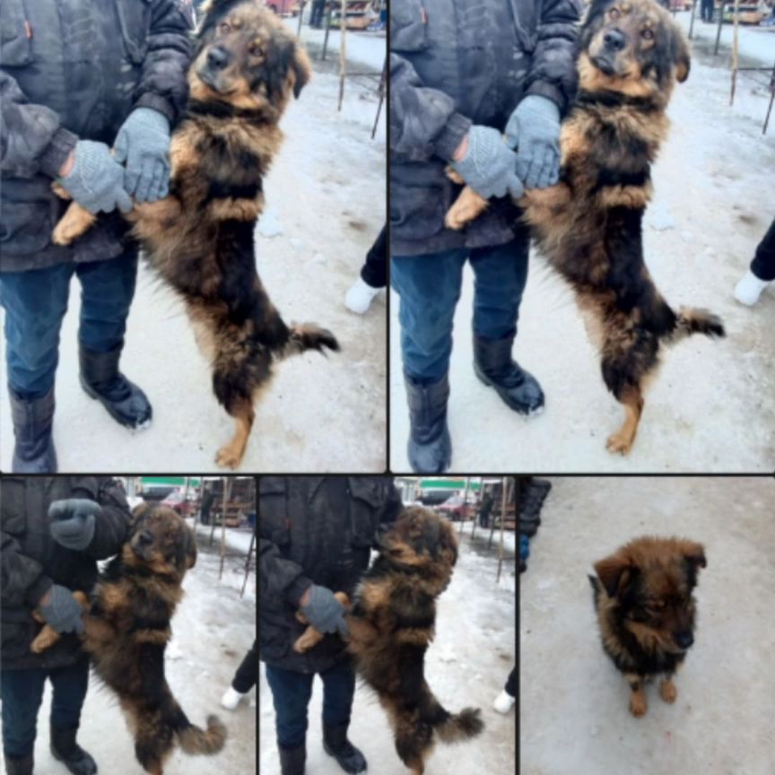 Пёс в ответственные руки