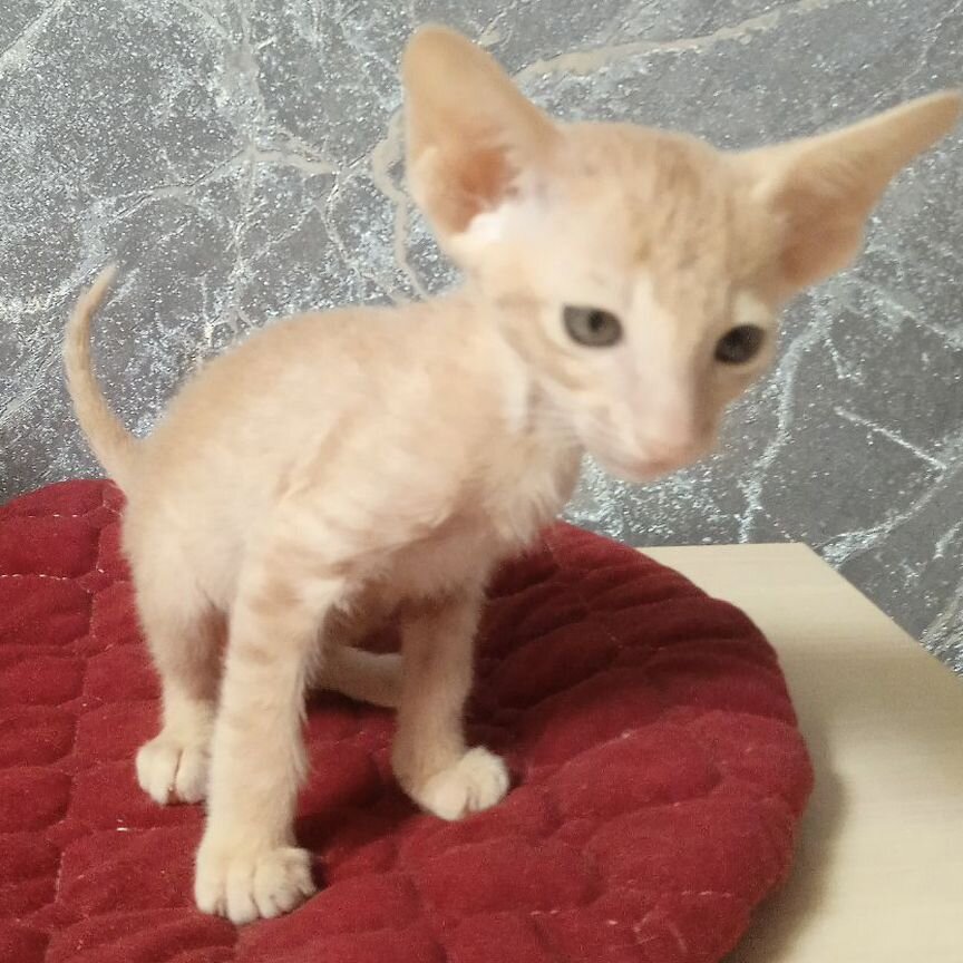 Ориентальный котёнок