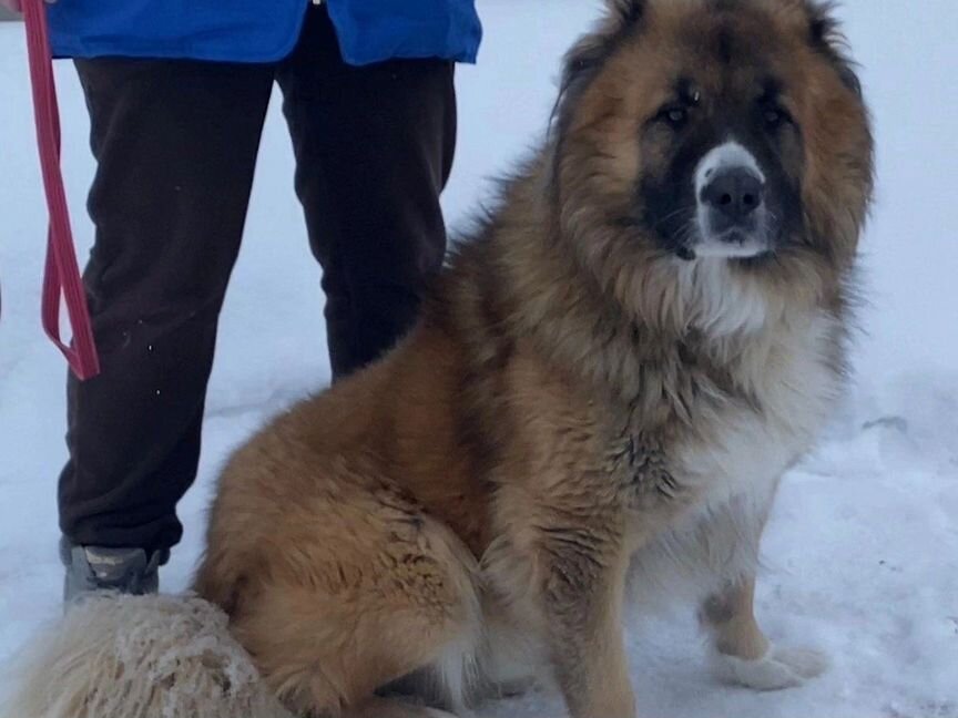 Джой - кавказец