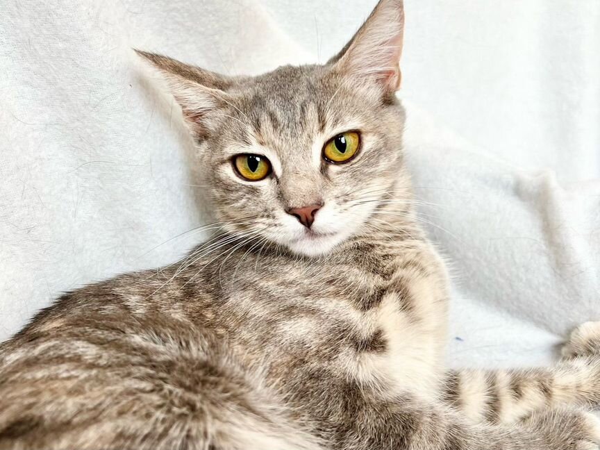 Кошечка Яна – прямо скажем без изъяна В дар