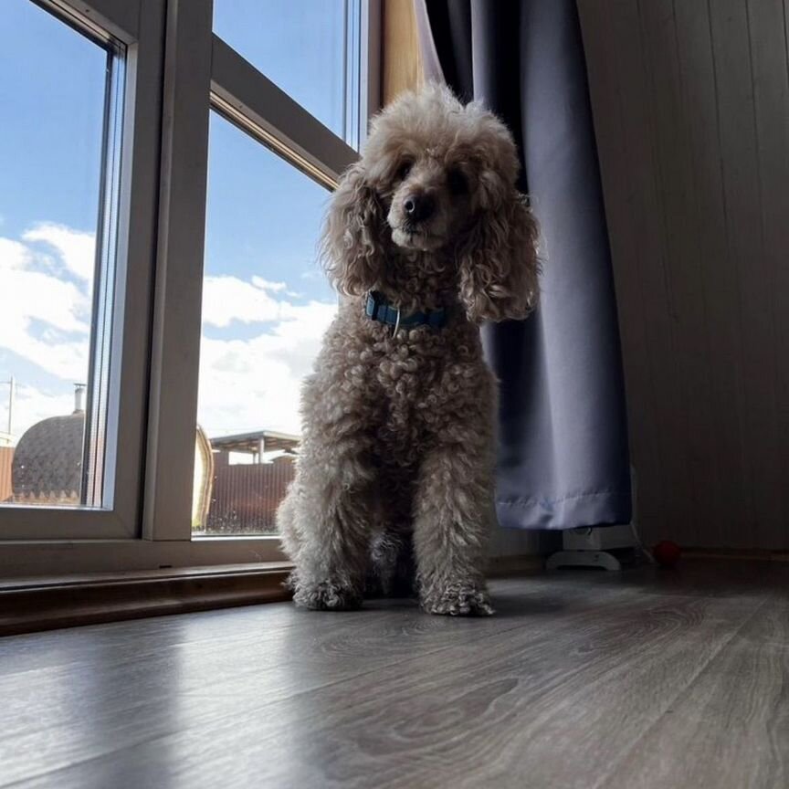 Собака пудель бесплатно