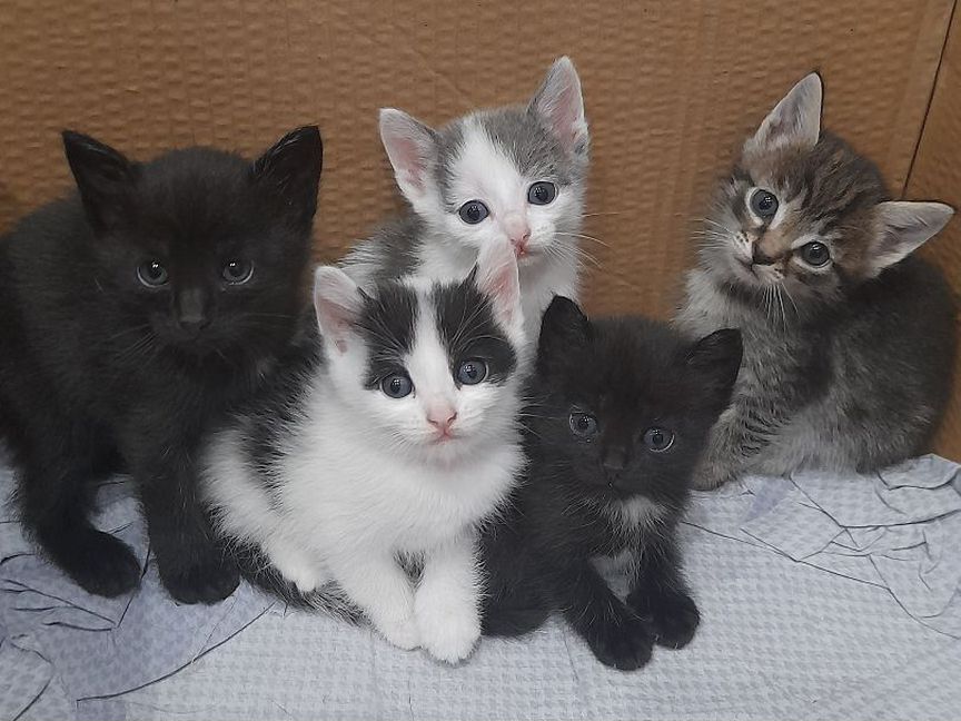 Котята в добрые руки бесплатно