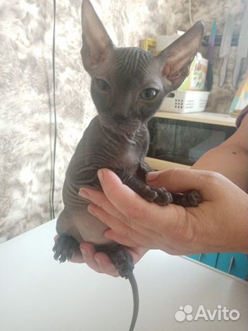 Котята сфинкс