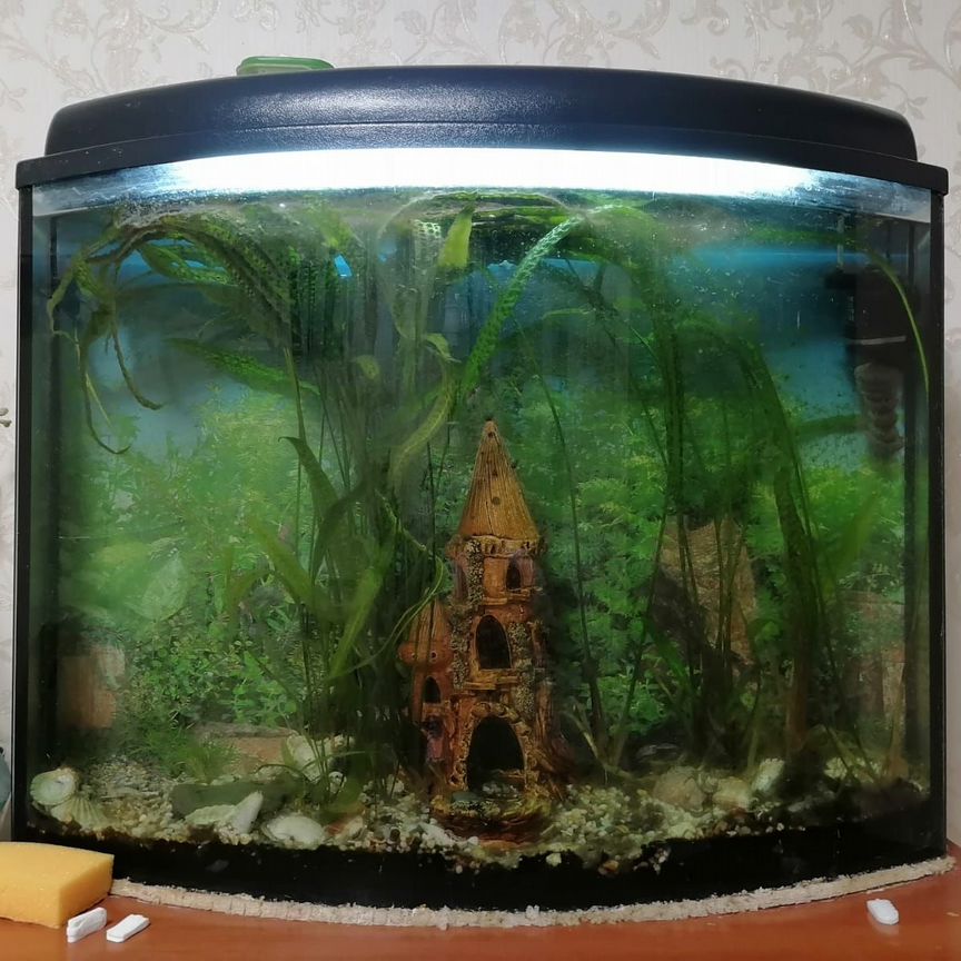 Аквариум