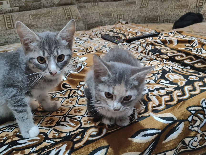 Котик и кошечка