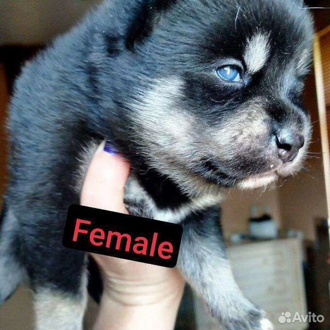 Помски девочка черно-подпал