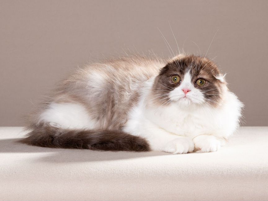 Котик хайленд фолд