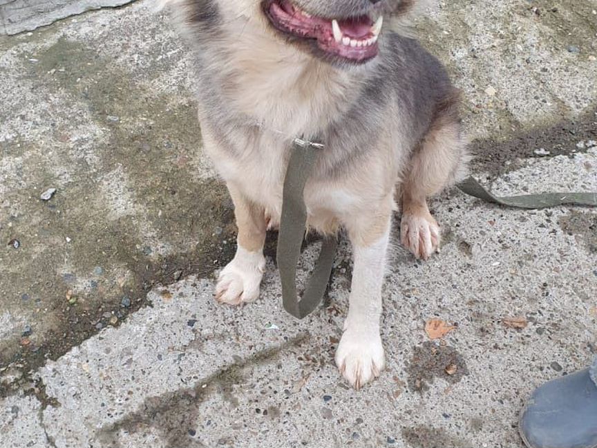 Собака в добрые руки