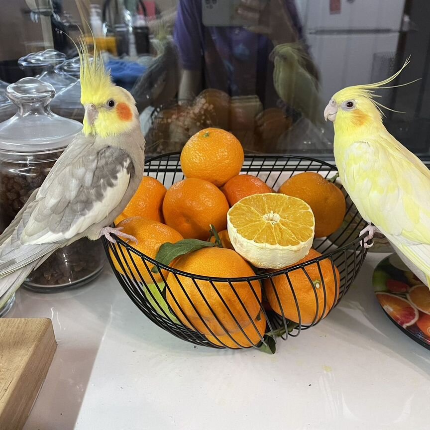 Корелла пара