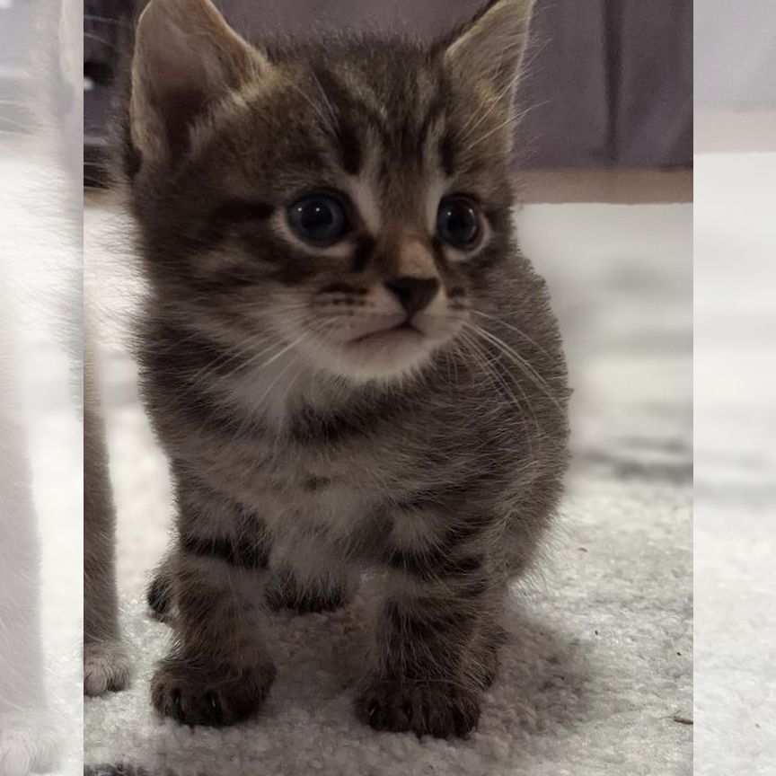 Котёнок в добрые руки