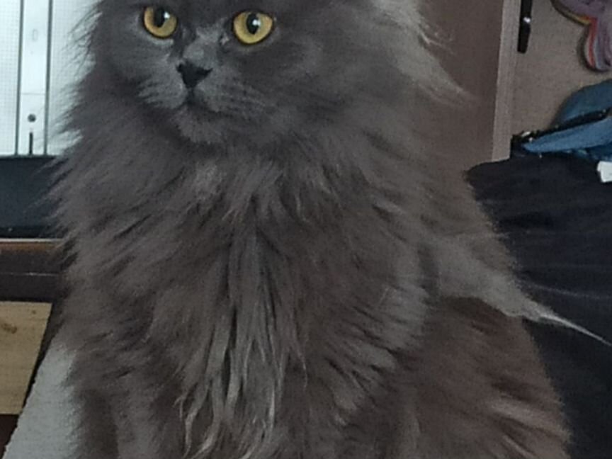Кошка