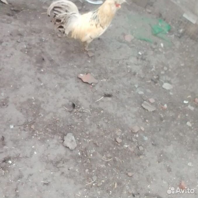 Куры падуан