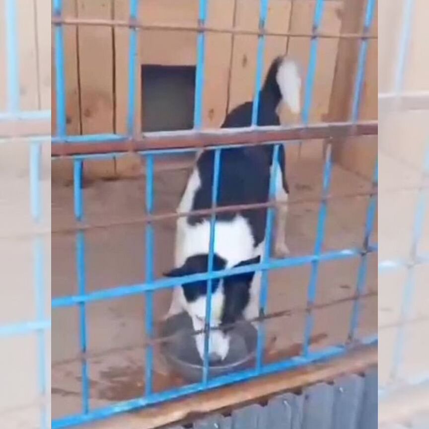 Собака в усыпалке