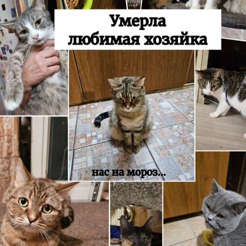 Кошкам грозит улица. Умерла хозяйка, нужен дом