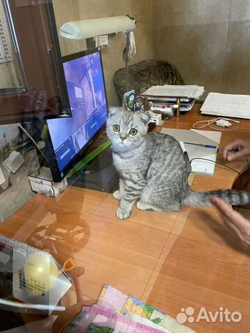 Британский кот