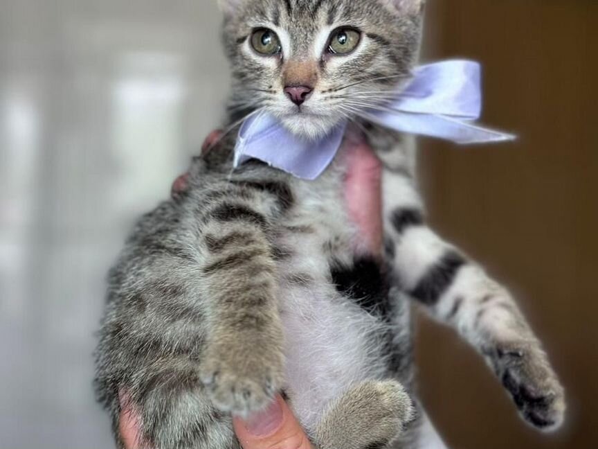 Маленький котёнок в добрые руки