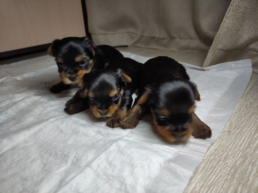 Йоркширский терьер щенки