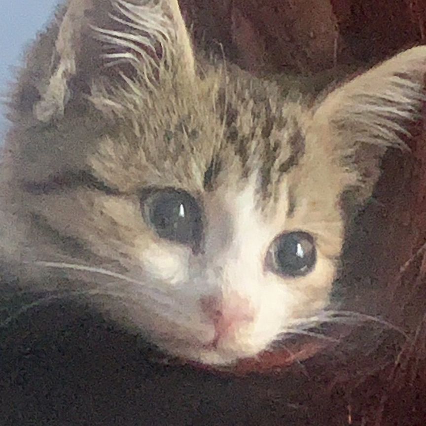 Отдам лучшего котёнка в добрые руки