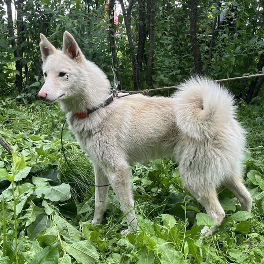 Западно сибирская лайка