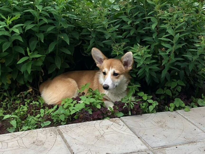 Вельш-корги пемброк вязка