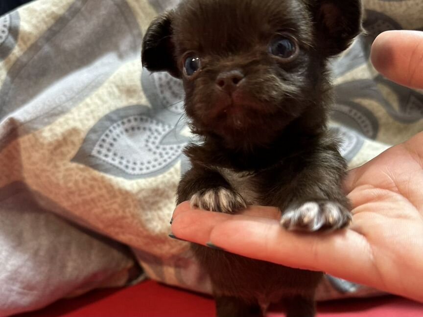 Щенки чихуахуа длинношерстные