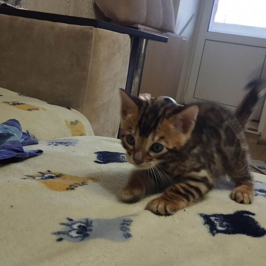 Бенгальская котенок