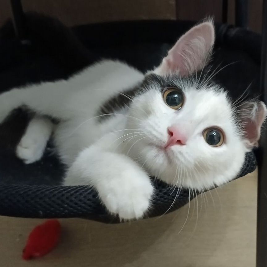 Котёнок в добрые руки