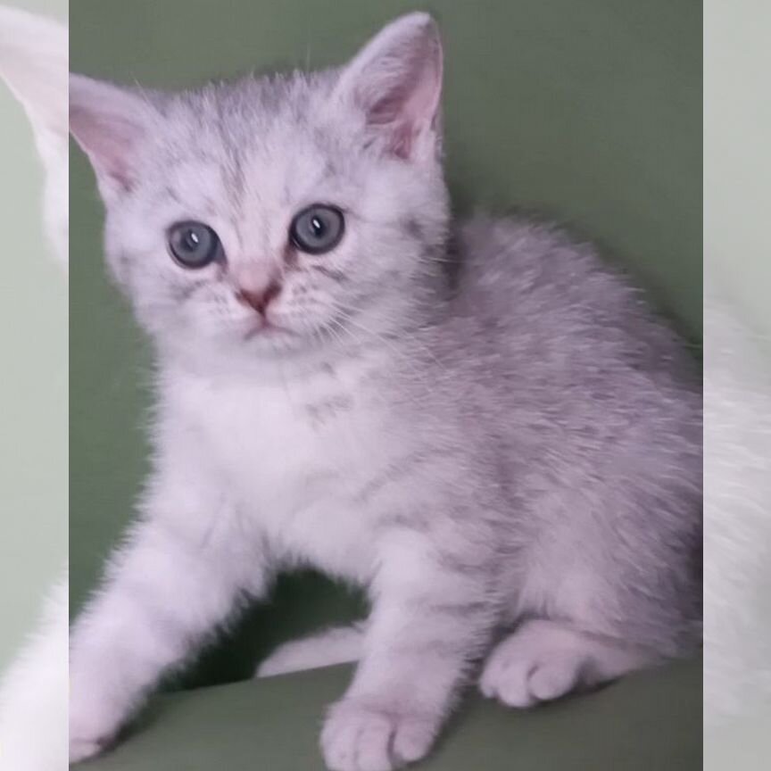 Британский котёнок