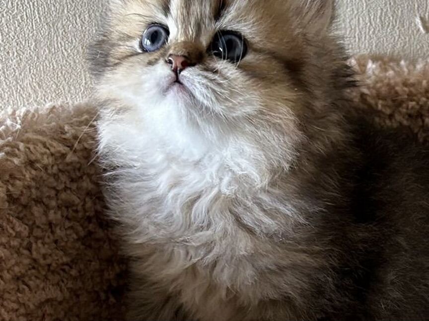 Кошка британская длинношерстая