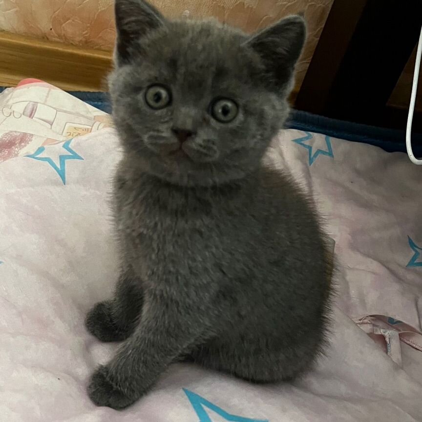 Шотландский прямоухий короткошёрстный котёнок