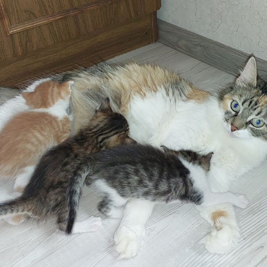 Кошечка в добрые руки