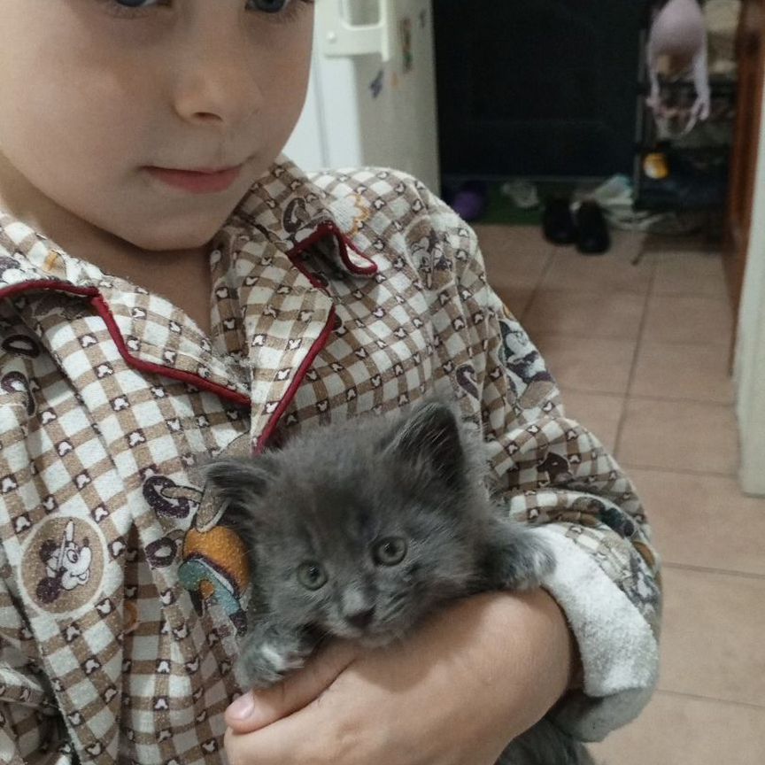 Отдаю бесплатно котёнка британец