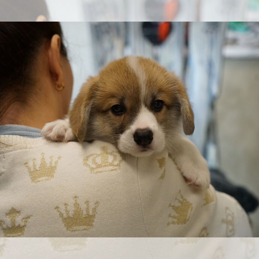 Вельш Корги Пемброк, щенок