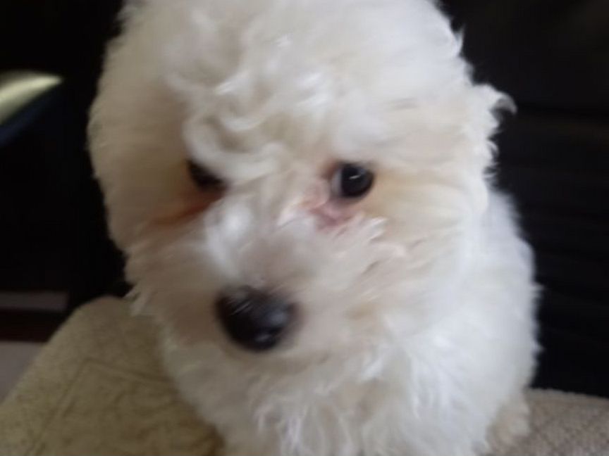 Щенки бишон фризе девочка