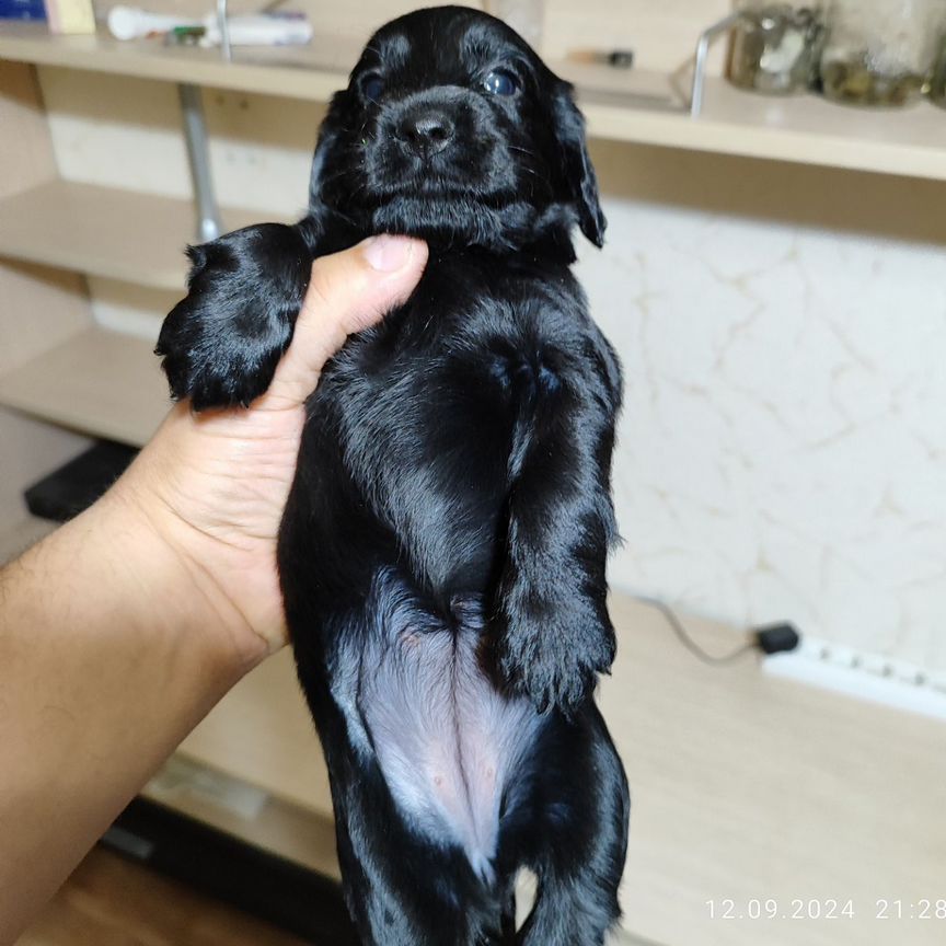 Щенки русского охотничего спаниеля