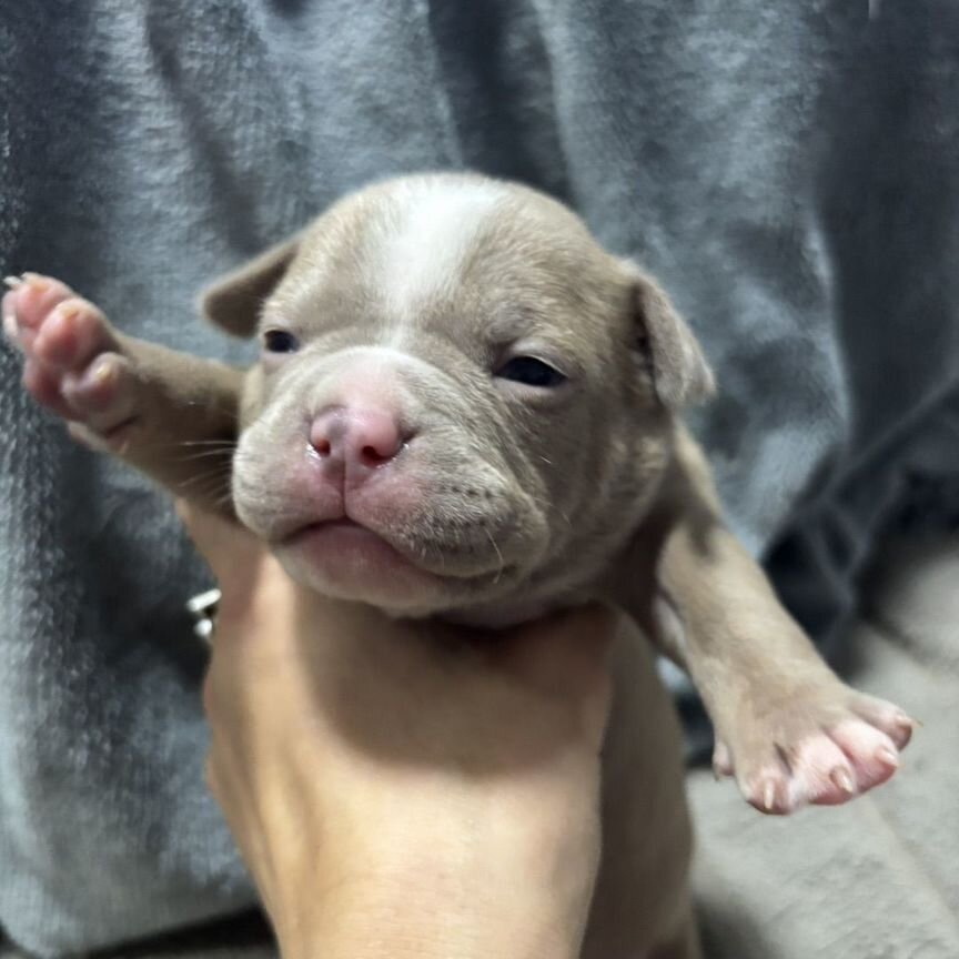 Американский булли, щенок