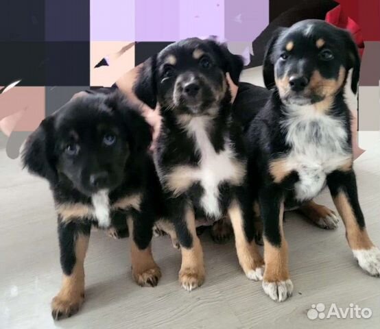 Метисы Спаниеля