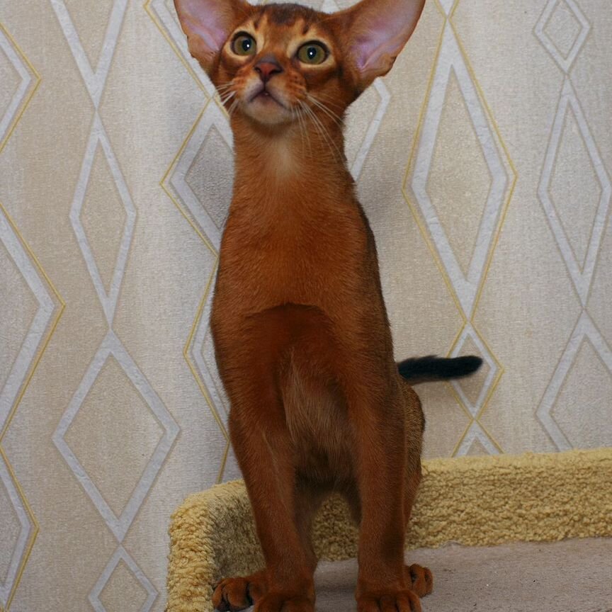 Элитные абиссинские котята