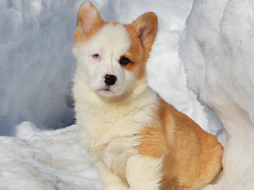 Голубоглазая девочка корги