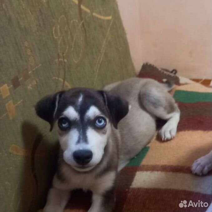 Бесподобный малыш ищет семью