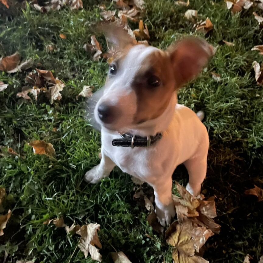 Отдам щенка в хорошие руки