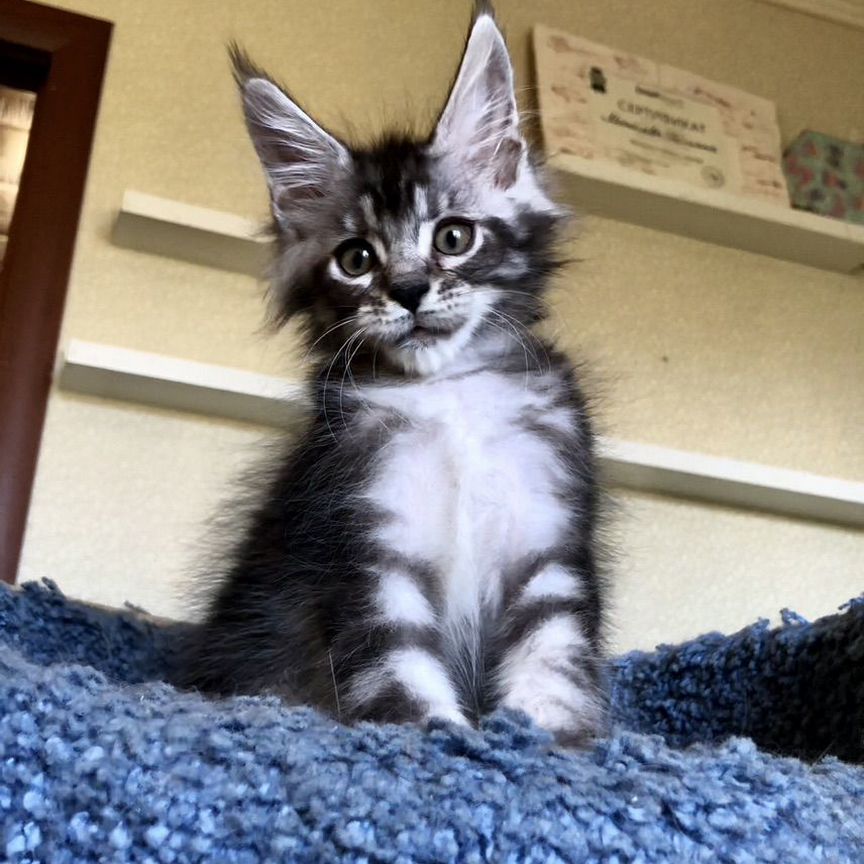 Котик Мейн кун