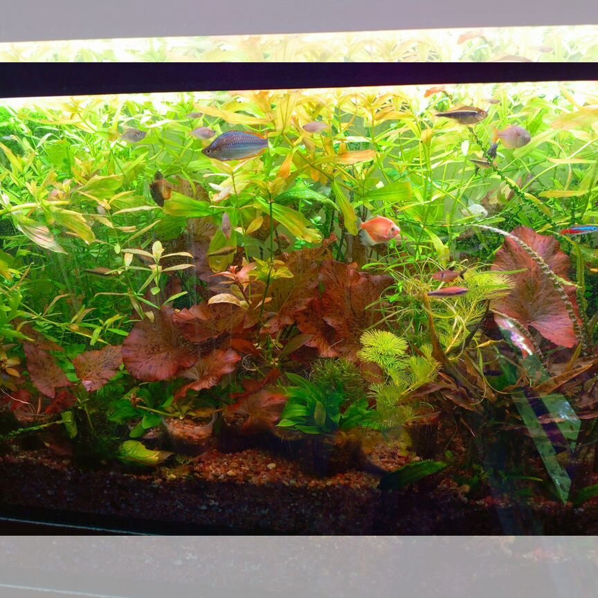 Аквариумные растения нимфея и дубок