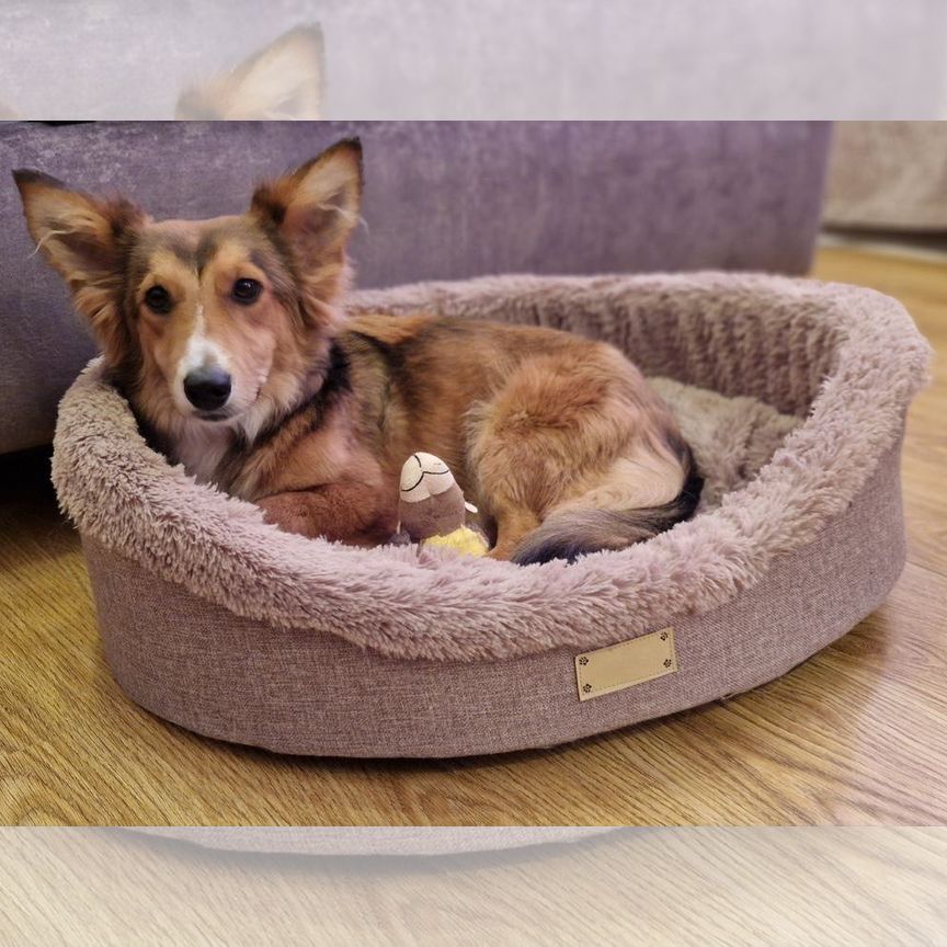 Взрослый пёс в добрые руки